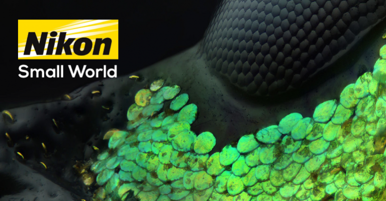 Nikon Small World in Motion Contest 2019 - Youth Opportunities