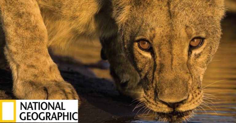 Request for proposals: Big Cats Conservation (Prize Money $100,000)