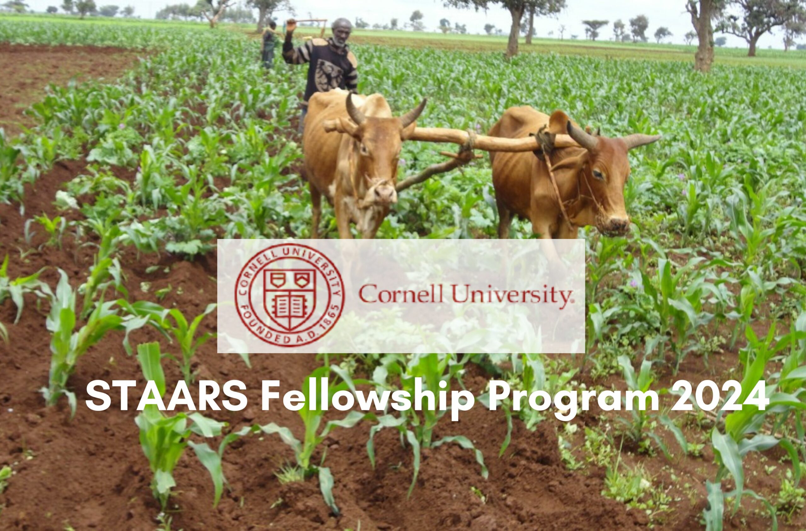 STAARS Fellowship Program 2024